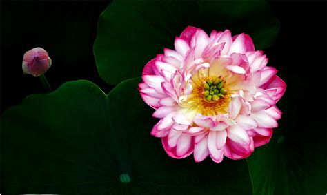 圆明园荷花 生态 颇可 自然 植物 花卉 荷花 圆明园