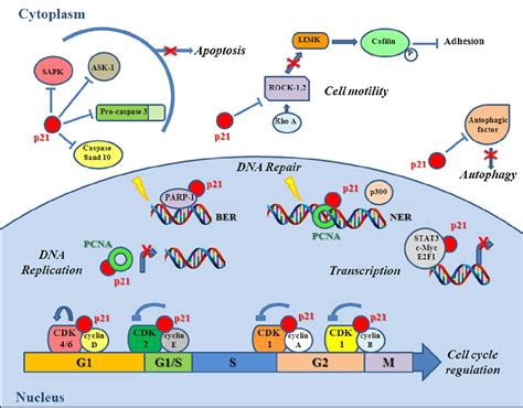 Schematic Representation Of The Principal Interactions Of P21 With
