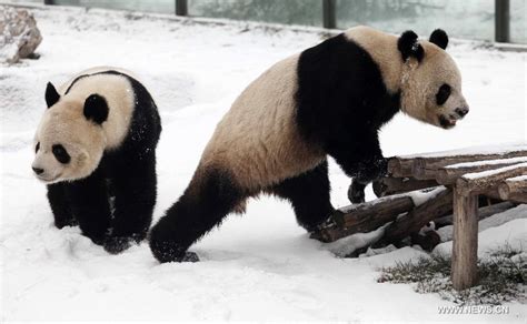 大熊猫雪中嬉戏 表演帝耍萌 Giant pandas play in the snow China org cn