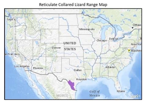 5 Collared Lizards In The United States Id Guide Bird Watching Hq