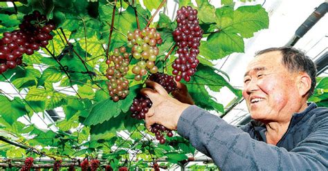 탱글탱글 포도송이