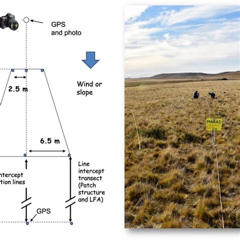 Example Of A Vegetation Point Intercept Line A Needle Is Drawn At Download Scientific Diagram