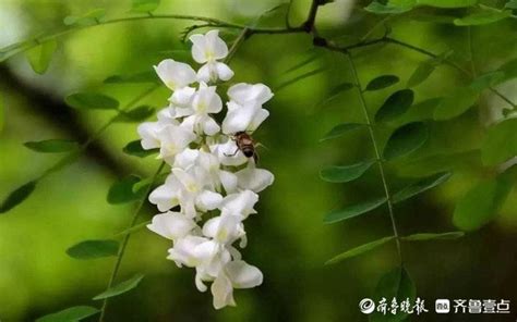 青未了丨家乡的槐花成美食 窝窝头 新浪新闻