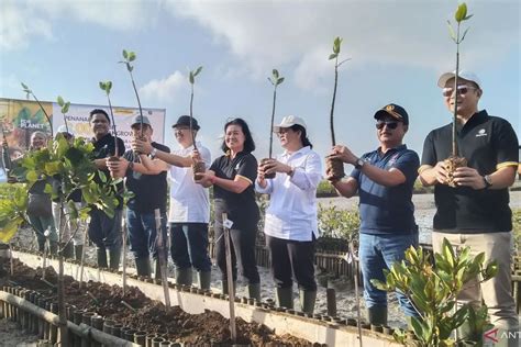 Dukung Emisi Nol Karbon Maybank Indonesia Tanam Ribu Bibit Mangrove Di Denpasar Jogjaaja