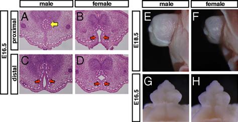 Sexually Dimorphic Expression Of Mafb Regulates Masculinization Of The