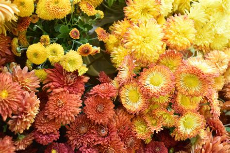 Hidden Gems Meet Cynthia Stringham Of Heritage Mums Voyage Utah Magazine