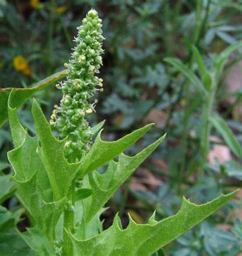 Chenopodium Californicum California Goosefoot Larner Seeds
