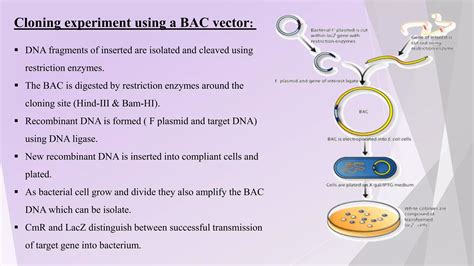 Artificial Chromosome I Bacterial Artificial Chromosome I Yeast