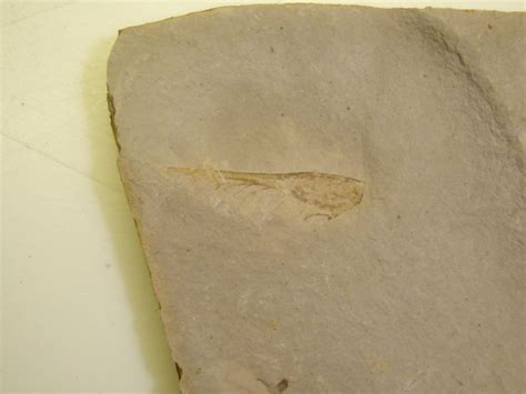 John Day Fossil Bed Exposure In Fossil Oregon