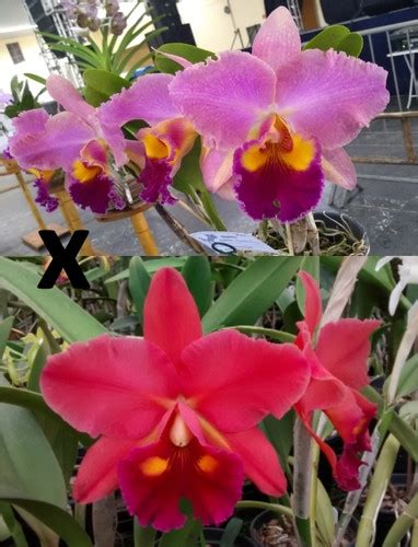HTP Blc Agatha Lim x Blc NSA Linda Dona Orquidário Jordão