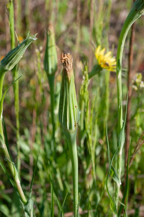 Tragopogon Dubius Yellow Goatsbeard