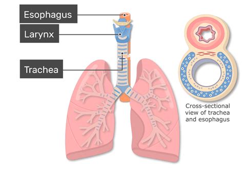 Trachea Anatomy Structure Function And Labeled Diagram GetBodySmart