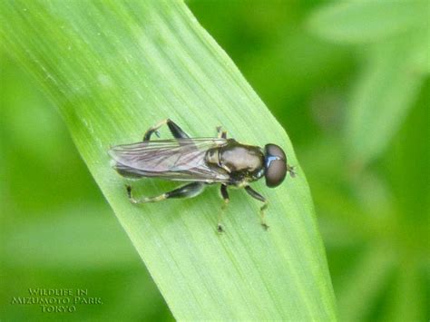 Nami Ruriiro Haranaga Hanaabu Leafwalker Hoverfly