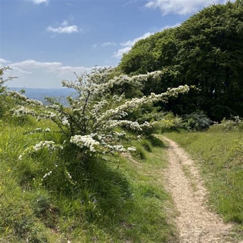 6 Ways That Trees Benefit Us Enviroline Blog