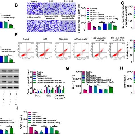 MiR 150 5p Inhibition Alleviated The Protective Effects Of CircVRK1