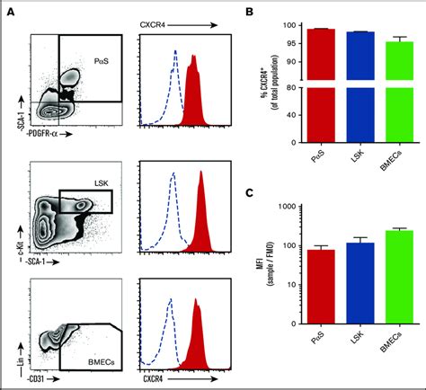 Cxcr4 Surface Expression On Bone Marrow Cell Populations Bone Marrow
