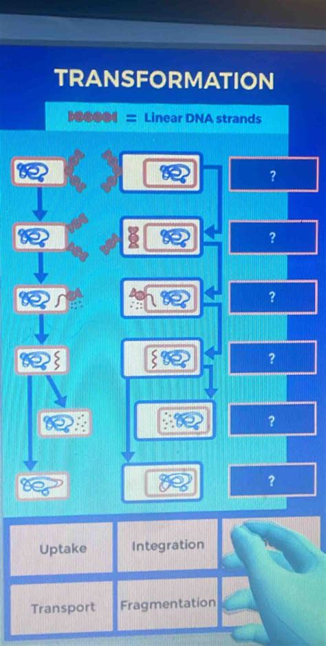 Solved Transformation € Linear Dna Strands ？ ？ ？ ？ Uptake
