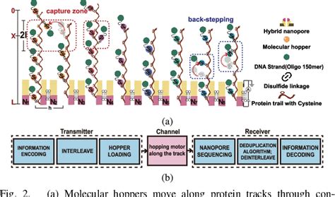 figure 2 from novel interleaved code for high throughput parallel dna