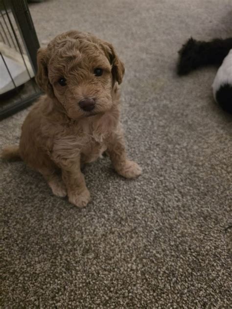 Beautiful F1b Cockapoo Babies In Wickham Hampshire Gumtree
