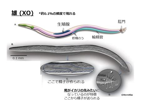 線虫c Elegansとは ★線虫 C Elegans ～約1ミリのモデル生物で切り拓く生命科学～ Cuteguides At
