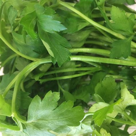 Flat Parsley Speyfruit Ltd