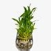 Three Tier Lucky Bamboo Indoor Live Plant In Glass Square Vase With Multi Toned River Pebbles