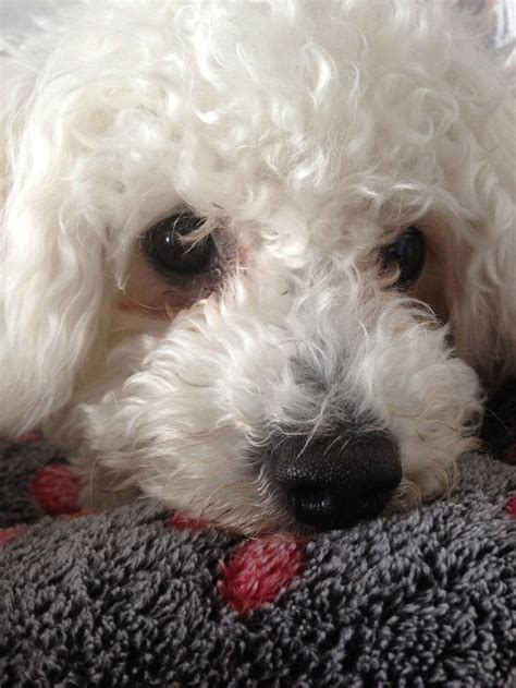 Pin By Rona Lucas On Dolly Skye Dogs Animals