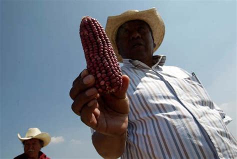 Why Is Mexico Banning Gmo Corn