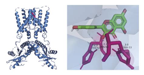 Molecular Docking Diagram Molecular Models Of The Binding Of