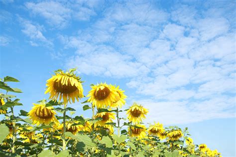 노란색 파란색 색상 노란 해바라기가 닫힙니다 배경을위한 해바라기가있는 농업 분야 완벽한 벽지 우크라이나의 색상 맑고 푸른 하늘