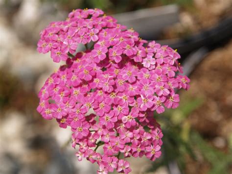 Achillea Millefolium Sonoma Coast Common Yarrow Green Leaf White