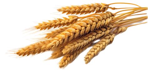 Wheat Farm Pngs For Free Download
