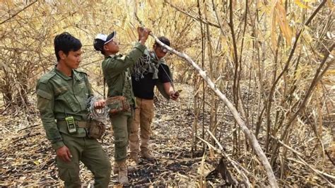 អាជ្ញាធរ បាន រក ឃើញ អន្ទាក់ ចាប់ សត្វ ព្រៃ ជិត ៥០០ ខ្សែ ក្នុង ដែន ជម្រក សត្វ ព្រៃ ស្រែ ពក Tnaot