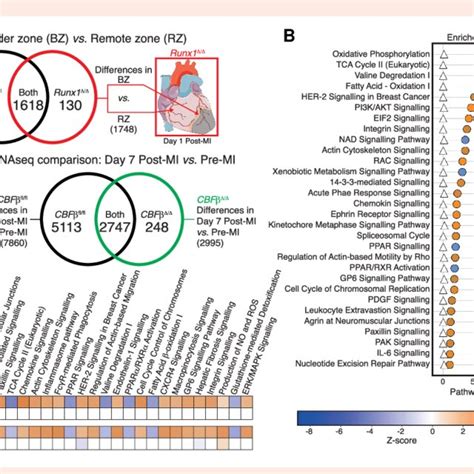 Runx1 Regulates Oxidative Phosphorylation A Comparison And Venn