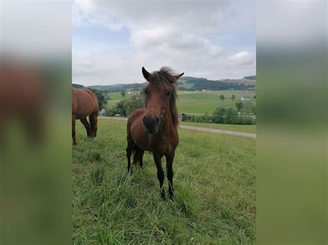 Shetland Ponies Stallion 1 Year 91 Hh Brown In Altenberg Bei Linz