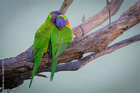A Mating Pair Of Rainbow Lorikeets Preening Each Other Whilst Sitting