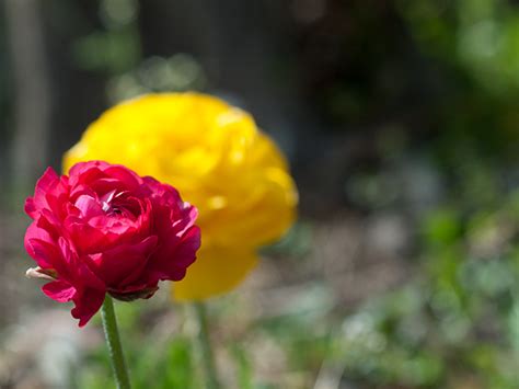 ラナンキュラス 季節の花 淀 フリー写真素材