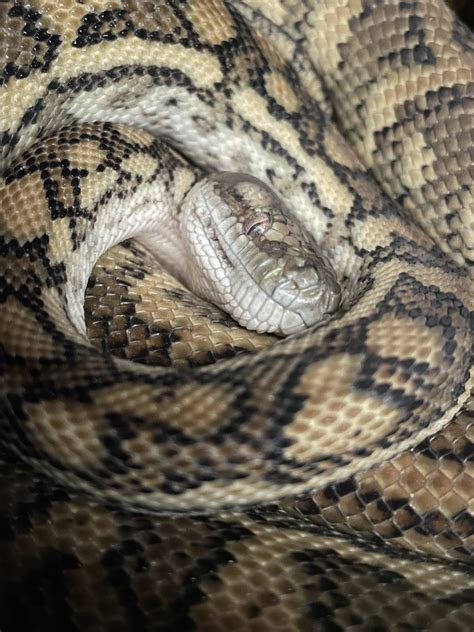 Shhhh Hes Sleeping Rreptiles