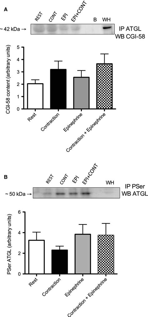Skeletal Muscle Plin3 And Plin5 Are Serine Phosphorylated At Rest And Following Lipolysis During