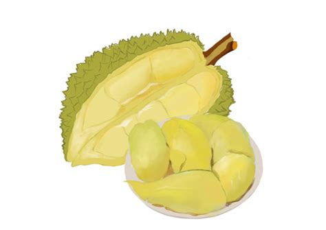 榴莲插画图片素材 榴莲插画设计素材 榴莲插画摄影作品 榴莲插画源文件下载 榴莲插画图片素材下载 榴莲插画背景素材 榴莲插画模板下载 搜索中心