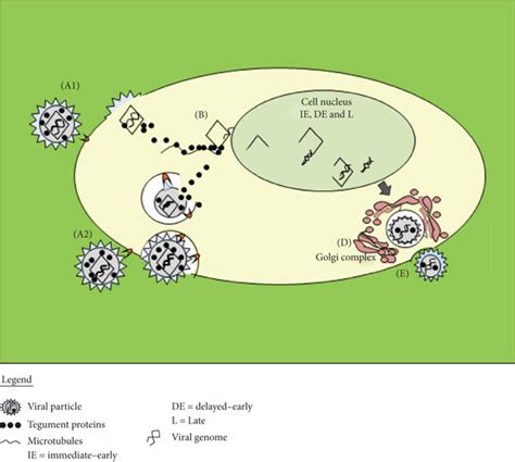 Cmv And Ebv Life Cycles A1 A2 Viral Invasion B Capsid