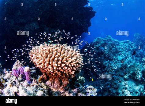 Une Tête De Corail Est Pleine De Poissons De Récif Minuscules Qui