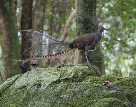 A Superb Lyrebird Menura Novaehollandiae A Male On Mount… Flickr