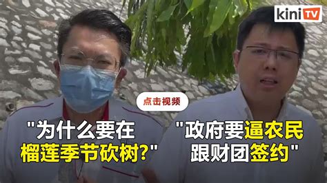 2州议员痛批彭亨政府不人道 质疑在收成季节砍榴莲树 Youtube