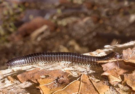 8 Common House Bugs In Maryland You Need To Watch Out For