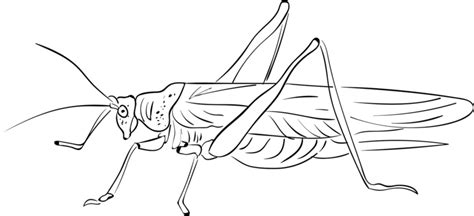 Insects Doodle Set Drawing Grasshopper Spring Vector Drawing Grasshopper Spring Png And