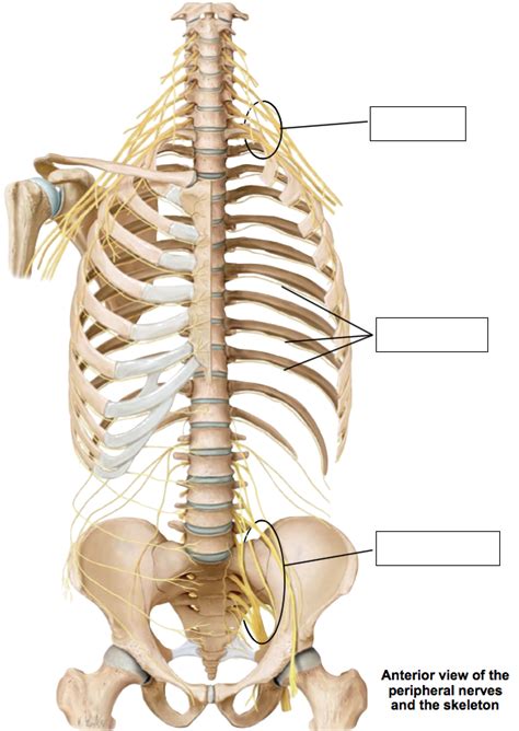 Anatomy Lab Chapter Plexuses Diagram Quizlet