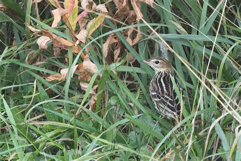 Pechora Pipit By Paul Coombes Birdguides
