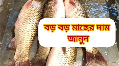 বড় বড় মাছের ভিডিও দাম জানুনআজকে বাজারের বড় বড় মাছfish Market