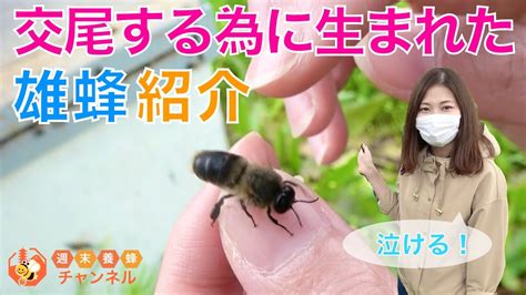 交尾する為だけに生まれた雄蜂ニホンミツバチのオス紹介 YouTube